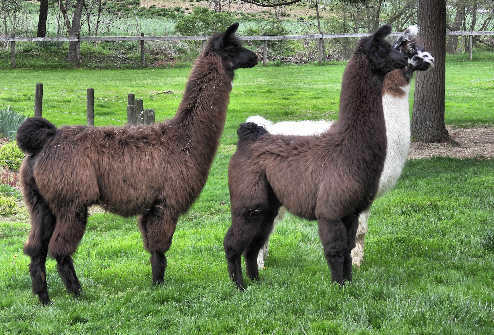 Llamas for Sale – Timberlane LLamas